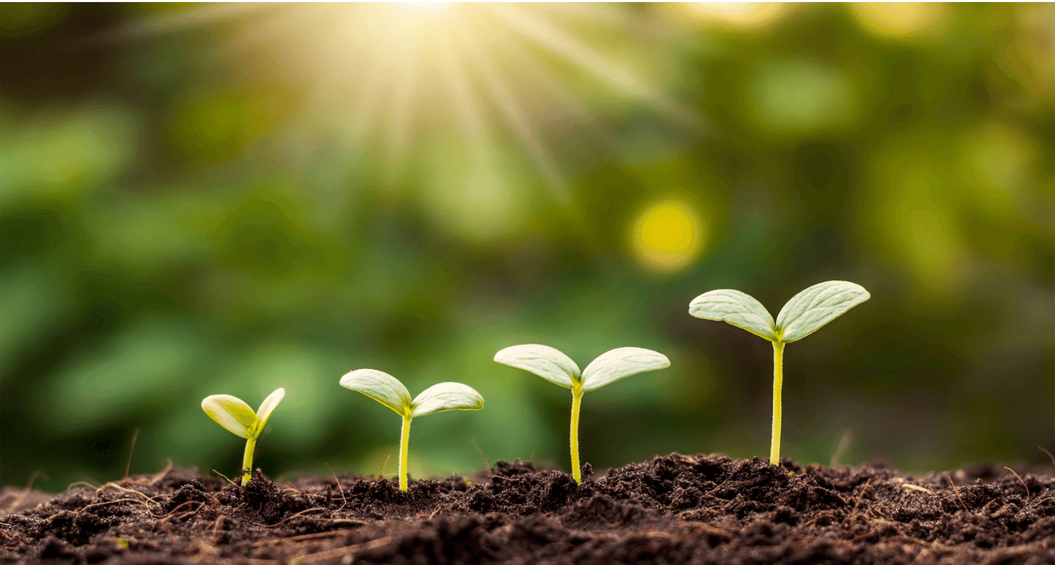 Dirvožemis ir jo tipai - Svajonių Sodas