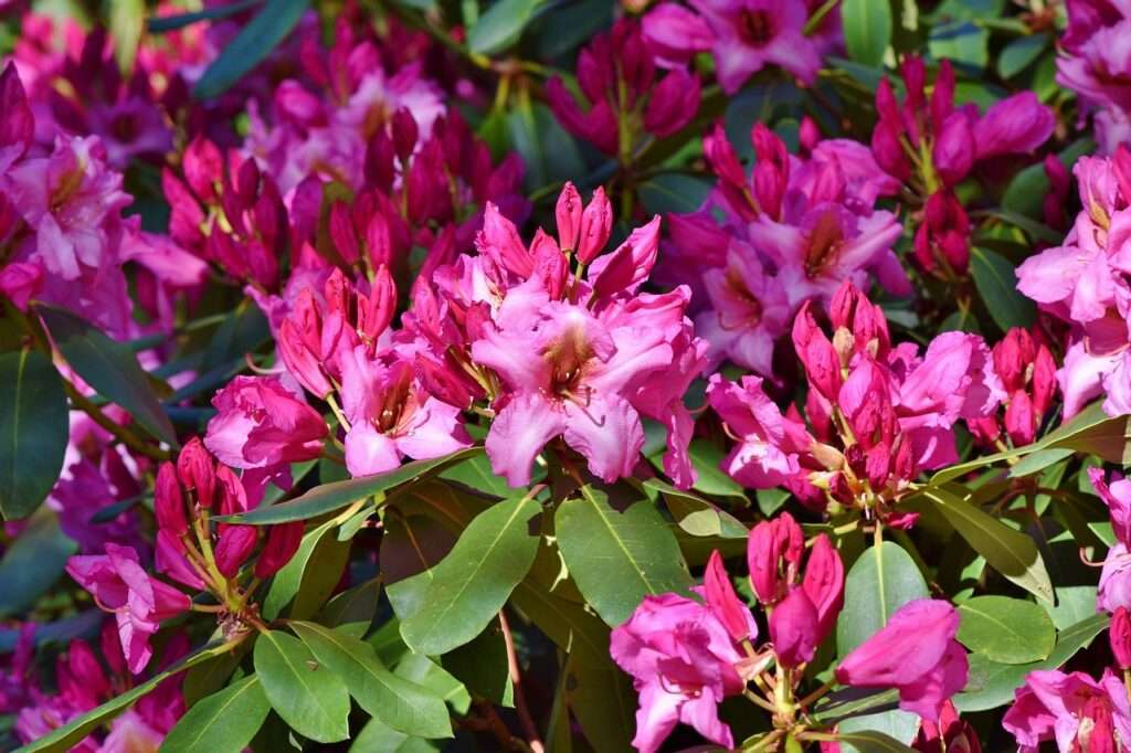 Rododendrų auginimas - Svajonių Sodas